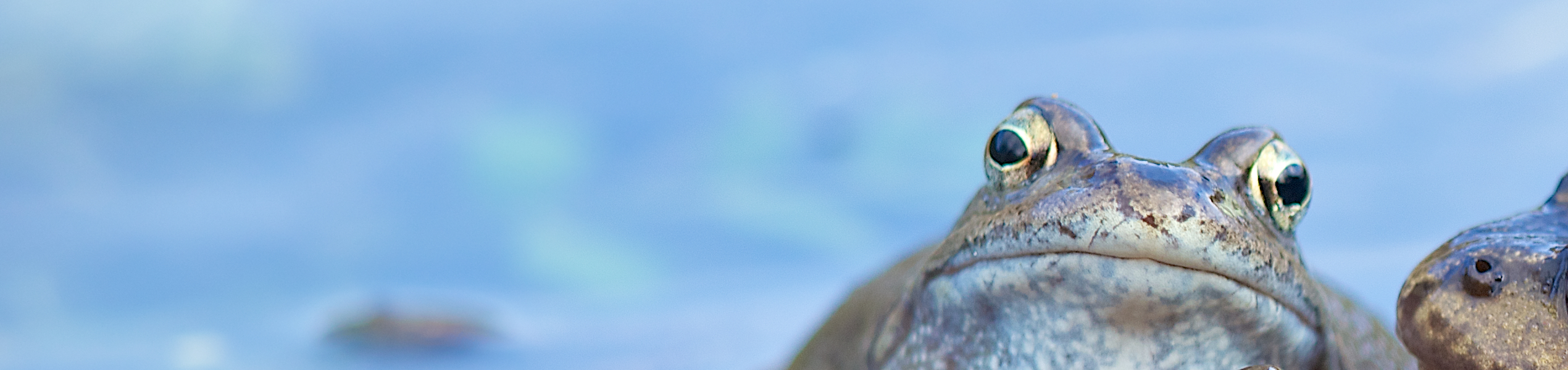 Startseite der Akademie für Natur- und Umweltschutz Baden-Württemberg ...